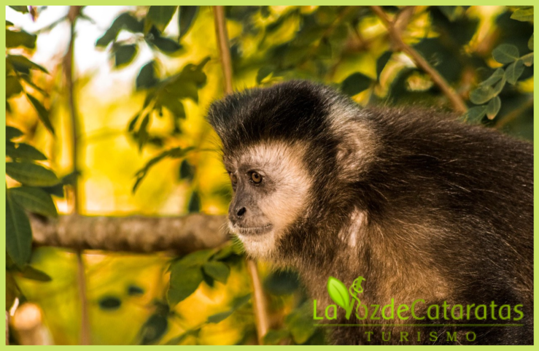 Día mundial del mono: el Parque Nacional Iguazú es una de las zonas con ...