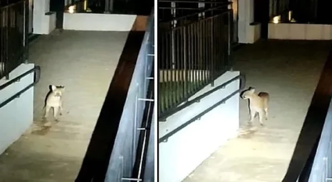 Foz de Iguazú: Puma es visto en un recorrido por el Mercado Municipal ...