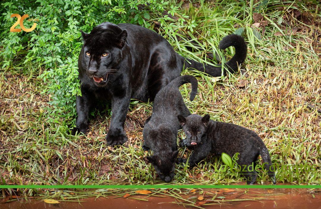 Arapuá y Jataí: los nombres que fueron elegidos para los yaguaretés ...