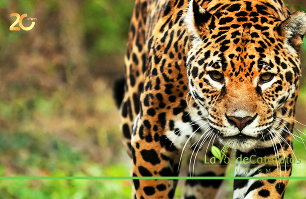 "Día del animal": Parque Nacional Iguazú dueño de la mayor diversidad ...