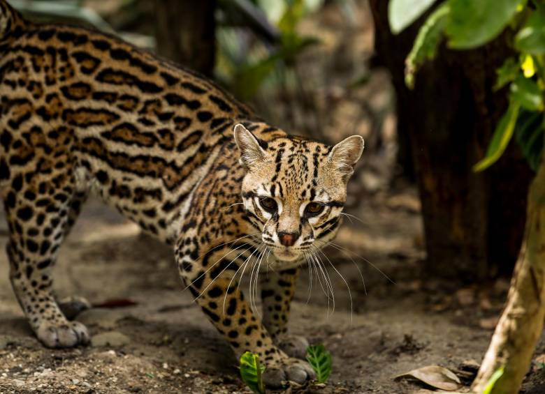 En 20 años la población de ocelotes se mantiene estable en el norte ...