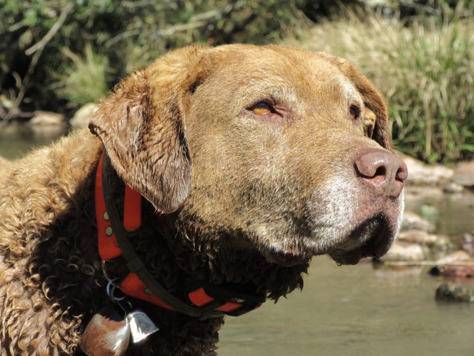 Día del perro: Un homenaje muy especial a "Train" el científico - La ...
