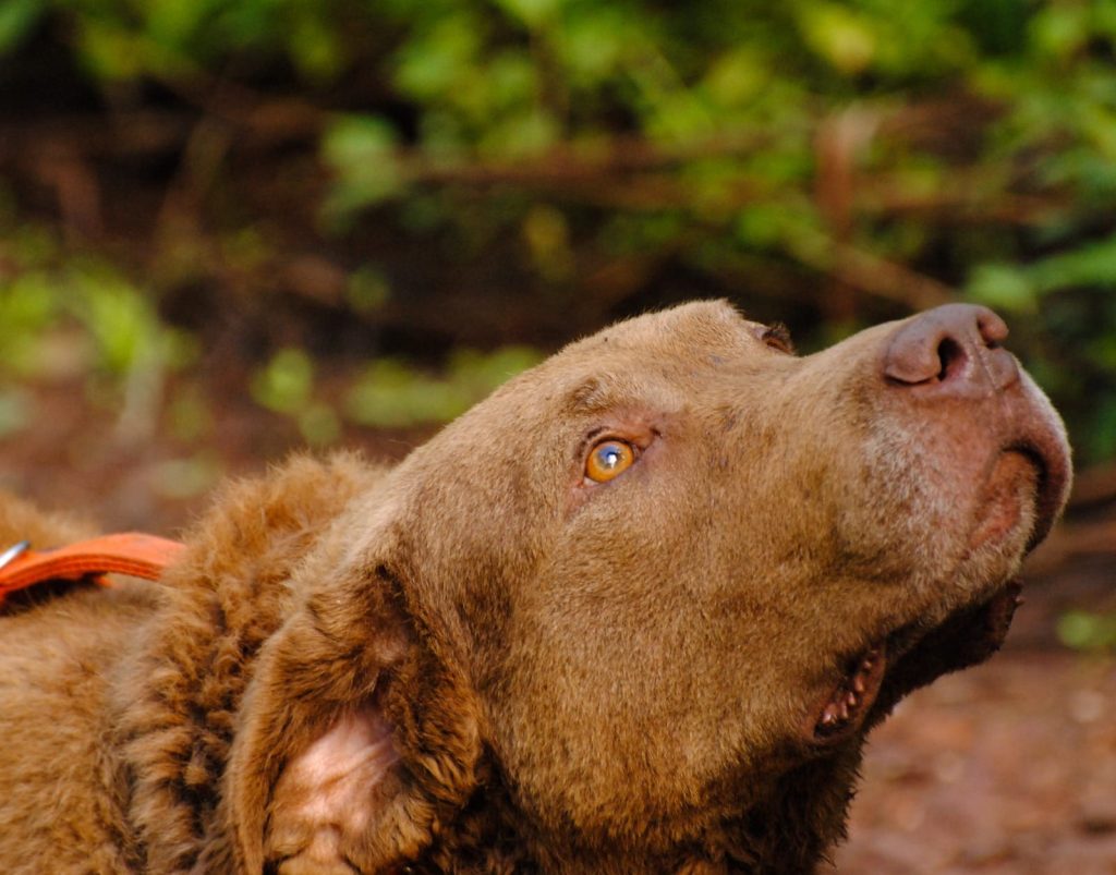 Día del perro: Un homenaje muy especial a "Train" el científico - La ...