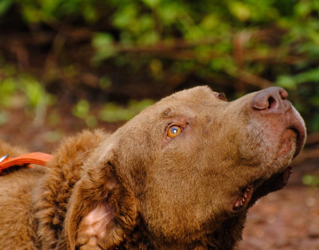 Día del perro: Un homenaje muy especial a "Train" el científico - La ...