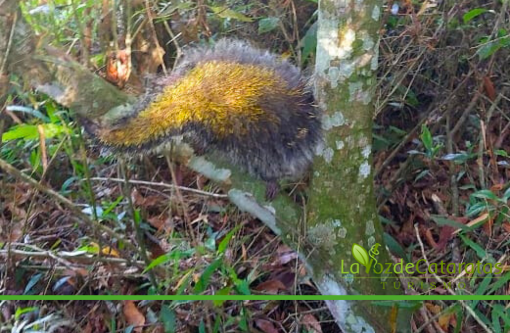 Un oso hormiguero, comadrejas y un coendú regresaron a la naturaleza en ...