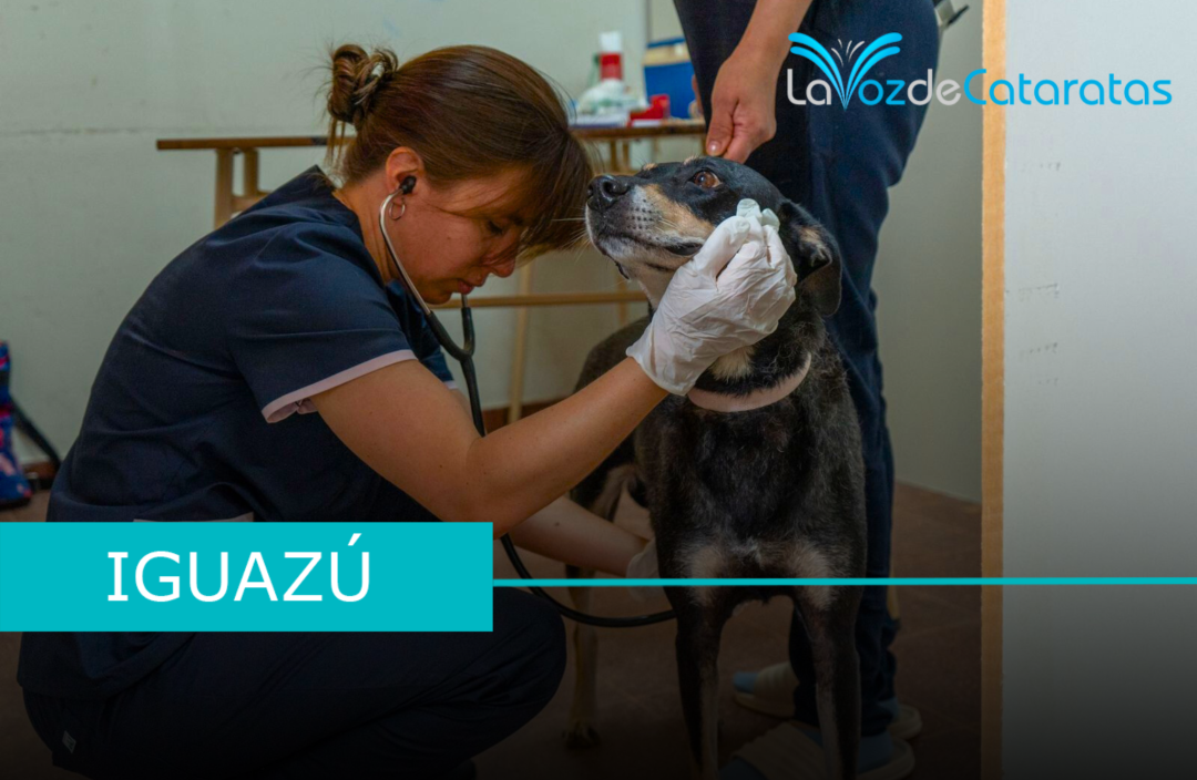 “Patas Coloradas”: más de 230 mascotas fueron atendidas durante el ...