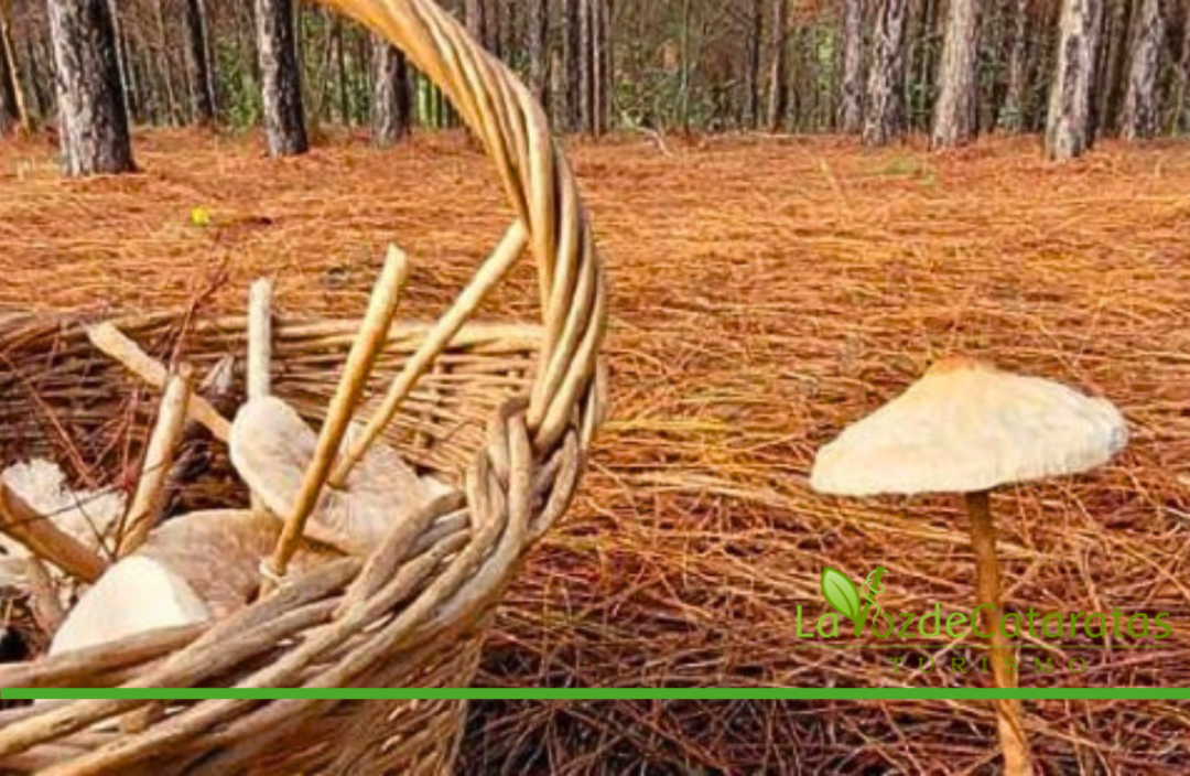 Hongos misioneros: del monte a la mesa y al laboratorio - La Voz de ...