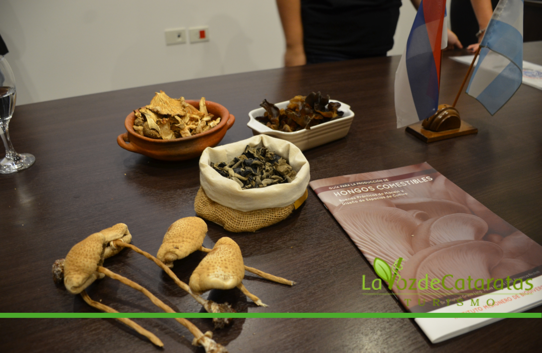 Hongos misioneros: del monte a la mesa y al laboratorio - La Voz de ...